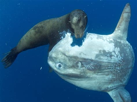 MyPhotoPics: Mola mola