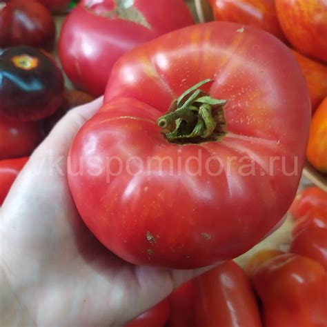 Купить семена томата сорт Киселёвские