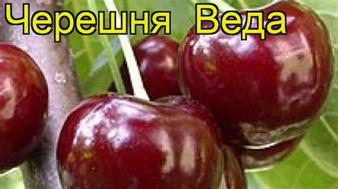 Черешня Веда (Черешня Veda). Краткий обзор: Черешня Веда описание ...