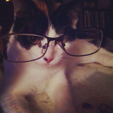 Smarty Cat | Cats, Cat eye glass, Picture