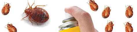 Выбираем эффективный аэрозоль от клопов: Раптор, Чистый дом, Комбат ...