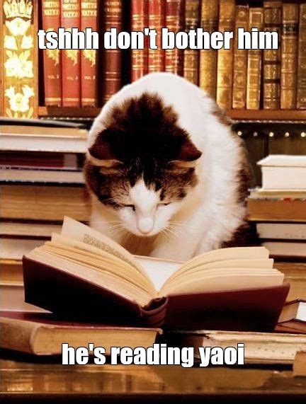 Создать мем "котик литература, кошка читает книгу, читающий кот ...