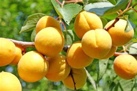Абрикос Десертный: какое описание сорта, фото, отзывы?