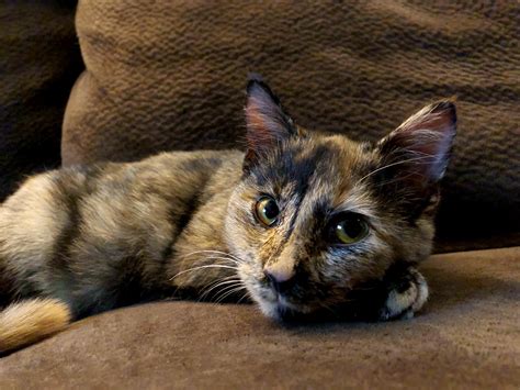 Our little KitCat :) : cats