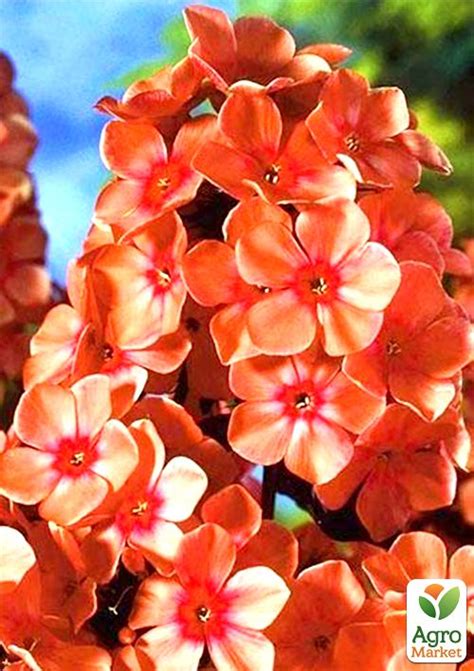 Флокс багаторічний "Orange Perfection" 1шт в упаковці купити поштою в ...