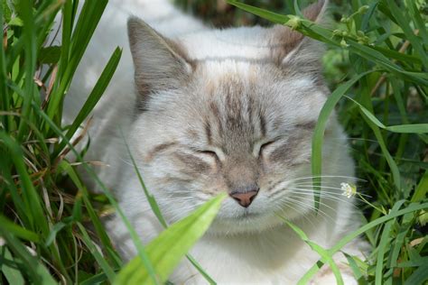 Female Cat Pussy Free Stock Photo - Public Domain Pictures