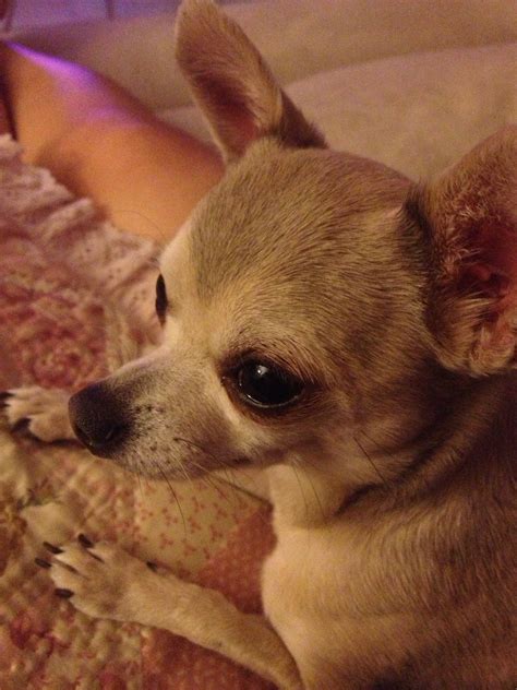 Chespita - Modern Dog Magazine