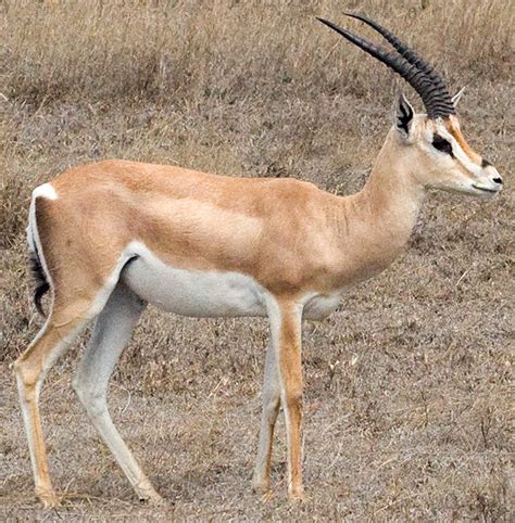 Газели (Gazella) | LifeCatalog