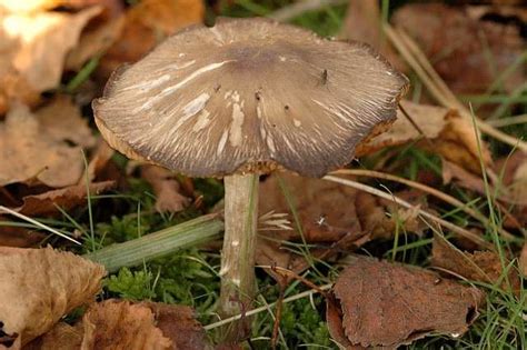 Плютей чешуйчатый (Pluteus ephebeus) фото и описание