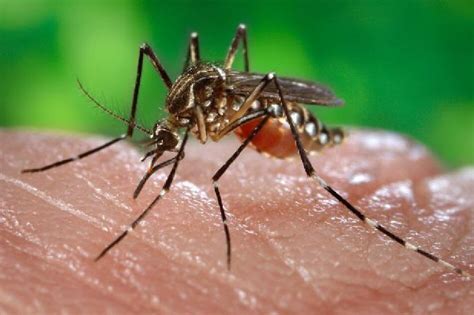 Mga kaso ng dengue sa Eastern Visayas, tumaas ng higit 700% | ABS-CBN News
