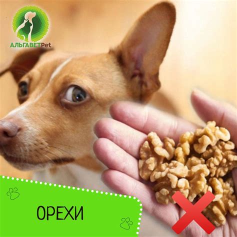 АЛЬГАВЕТ Pet кормовая добавка | Живая хлорелла | АЛЬГАВЕТ Pet Хлорелла ...