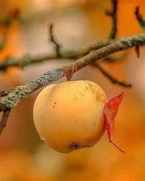 Pin by Raya Bayramova on Фрукты , ягоды и грибы.... - Fruit, vegetables ...