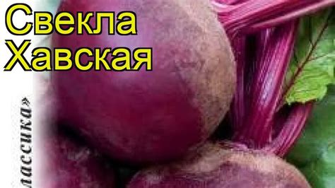 Свекла Хавская (Свекла). Краткий обзор, описание характеристик, где ...