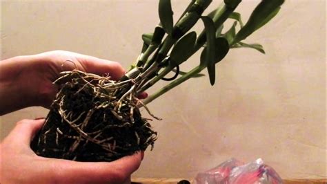 Орхидея Дендробиум (Dendrobium) после покупки. Достаем из горшка. Корни ...