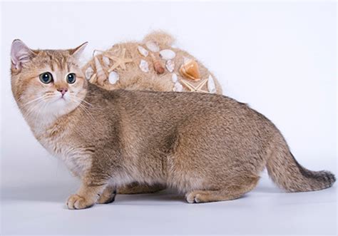 Все о котах с короткими лапками Манчкин