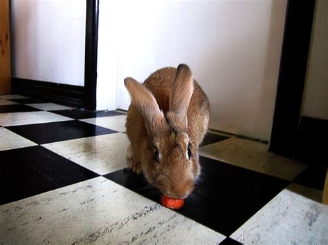Pet Rabbit on Kitchen Floor by Galato901 on DeviantArt