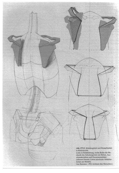 Gottfried Bammes - Die Gestalt Des Menschen - Anatomy & Visual Arts - 3 ...