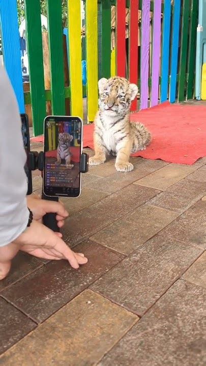 Adorable tiger 🐅 Cub Shooting Time" #tigercubs #kitty #cutecat - YouTube