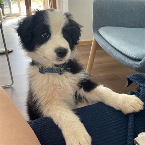 My handsome boi : r/BorderCollie
