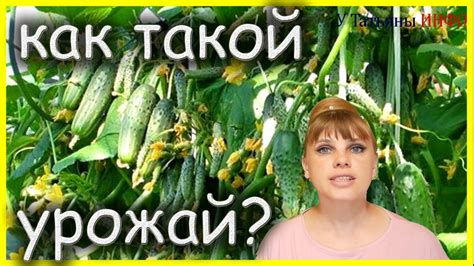 Реальнее не бывает!!! 20 КИЛОГРАММ урожая ОГУРЦОВ с одного куста! - YouTube