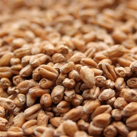 Weyermann® Pale Wheat Malt | BSG | Bulk Brewing & Beer Supply Company