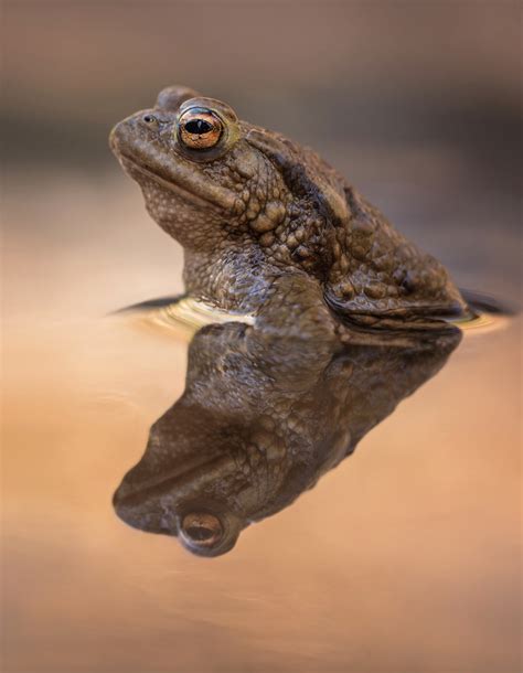 kroete (Forum für Naturfotografen)