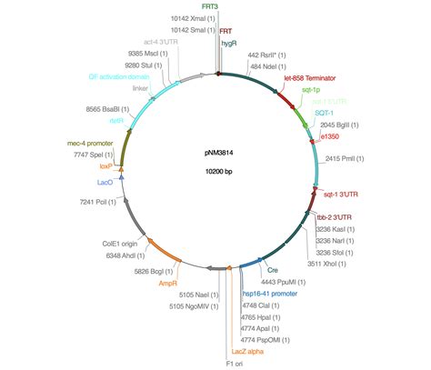 Addgene: pNM3814