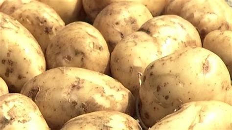 Картофель Белый лебедь: описание сорта, фото, отзывы о вкусовых ...