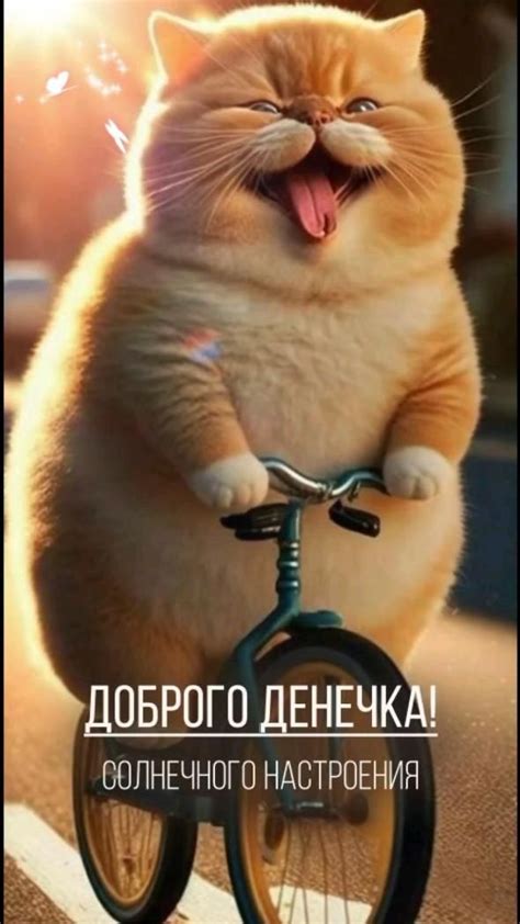 доброго денечка! | Веселые картинки, Смешные видео с животными, Смешные ...
