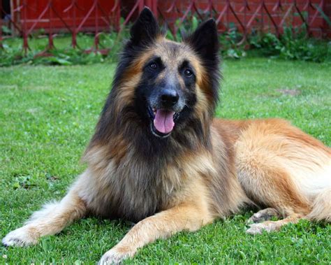 Бельгийская овчарка тервюрен (Belgian Tervuren) - это очень умная ...