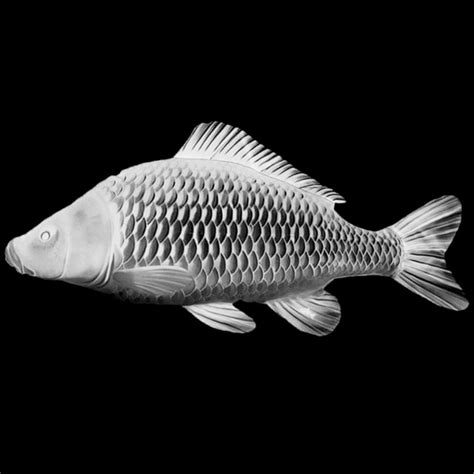 carp | 3D CAD Model Library | GrabCAD