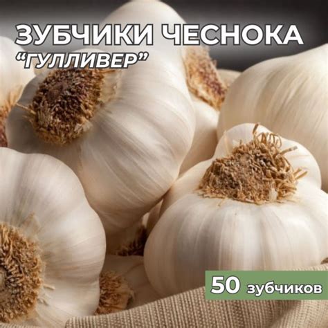 Зубчики чеснока на посадку "Гулливер" 50шт купить на OZON по низкой ...