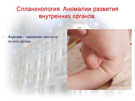 Введение в спланхнологию. Пищеварительная система - online presentation