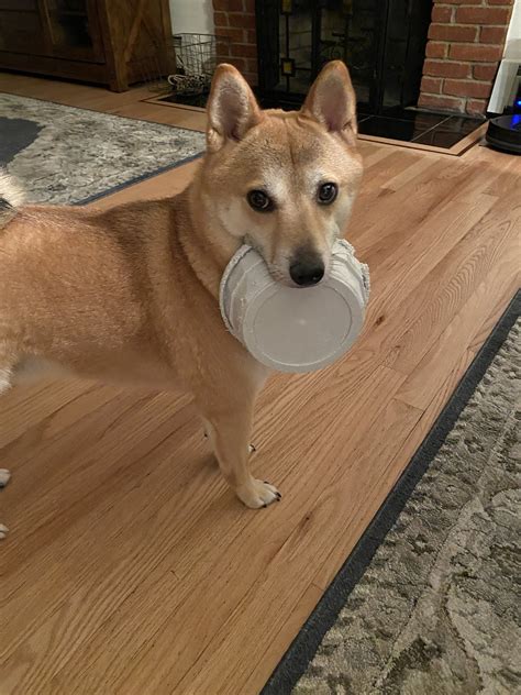 Smart Dog Pet Hunger Shiba - Free photo on Pixabay - Pixabay
