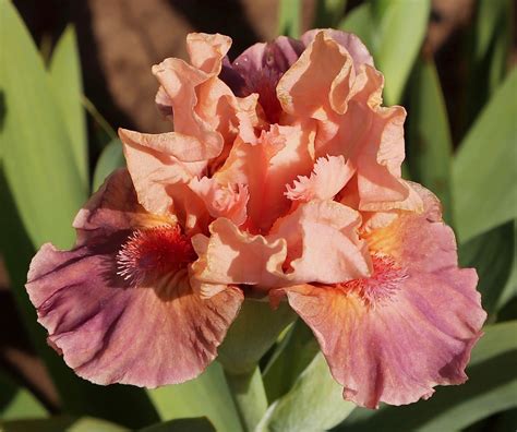 Yuppie | Mid-America Garden