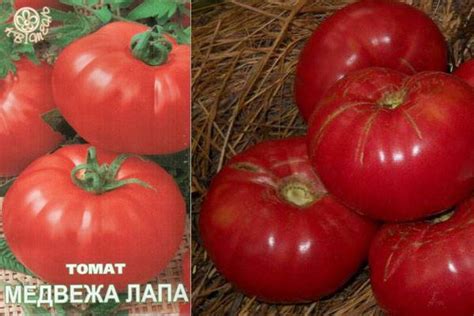 Томат медвежья лапа
