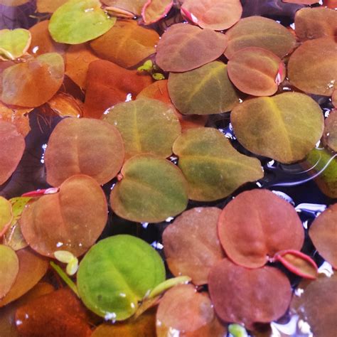 Phyllanthus fluitans - TROPICA in-vitro 12GROW (pł 12611283974 - Allegro.pl
