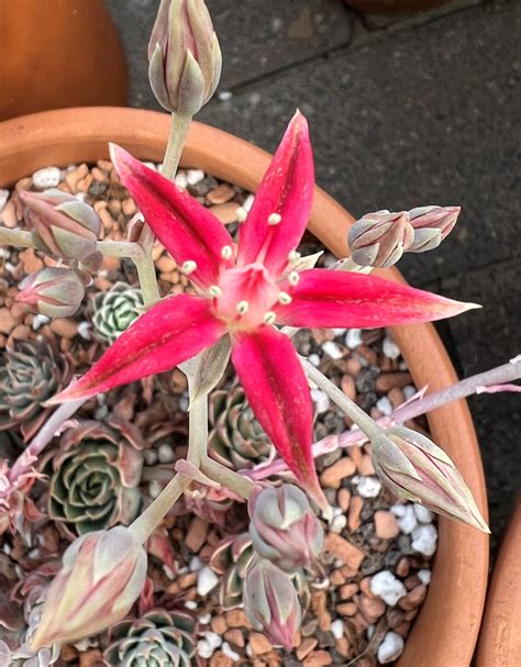 Graptopetalum Altair flower : r/Graptopetalum