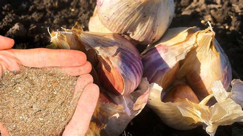 Всегда Сыпьте Это под озимый Чеснок и он будет размером с кулак и ...