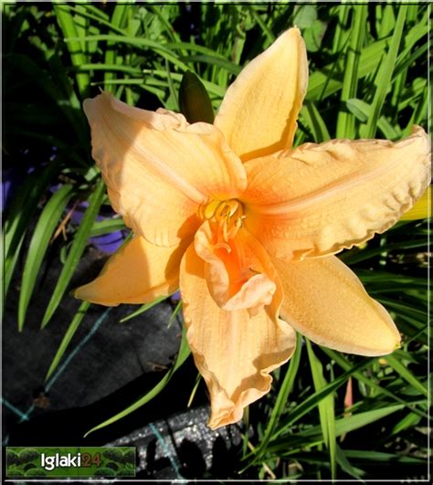 Hemerocallis Double Dream - Liliowiec Double Dream - żółty, wys. 50, kw ...
