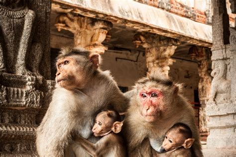 Отряд Обезьяны (Primates) - Биология животных