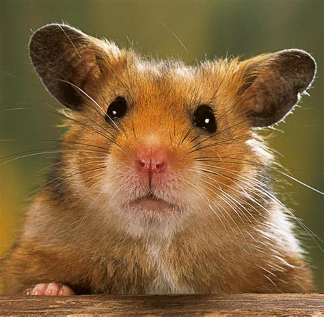 Hamster: Aktuelle News, Bilder & Infos - WELT