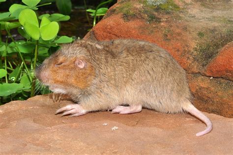 Attwater's Pocket Gopher | Natural Atlas