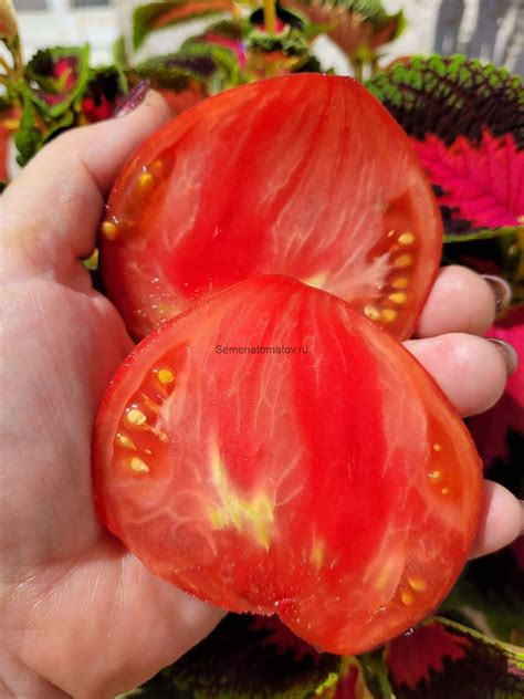 Гном Розовая страсть (Dwarf Pink Passion) — Семена Томатов