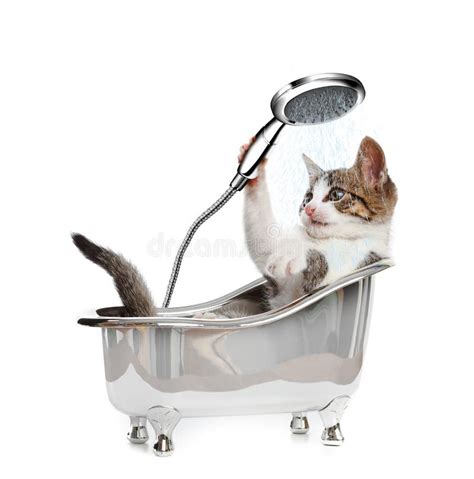 Katze in Einem Bathtube Mit Der Dusche Stockbild - Bild von ausdruck ...