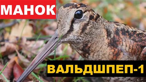 🔊ГОЛОС (МАНОК) ВАЛЬДШНЕП 1 - YouTube