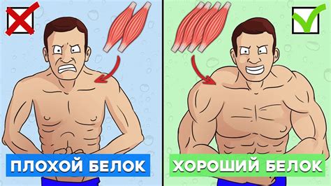 От какого Белка лучше Растут Мышцы - YouTube