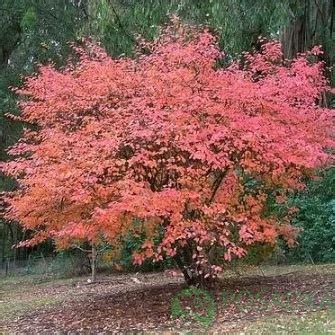 Ирга канадская Ламарка (Amelanchier canadensis lamarckii) - купить в ...