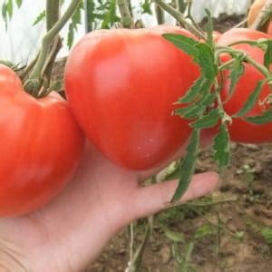 Томат Данко: характеристика и описание сорта помидоров, фото кустов и ...