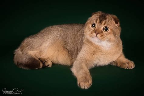Шотландская вислоухая кошка: особенности породы - Helperia